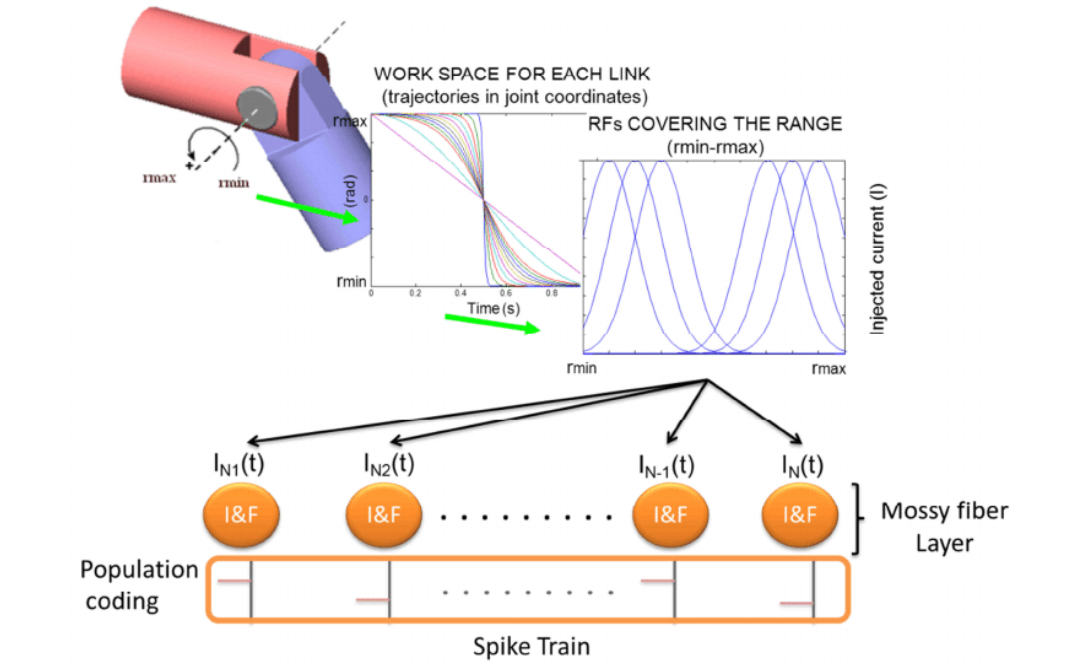 From sensors to spikes: evolving receptive fields to enhance ...